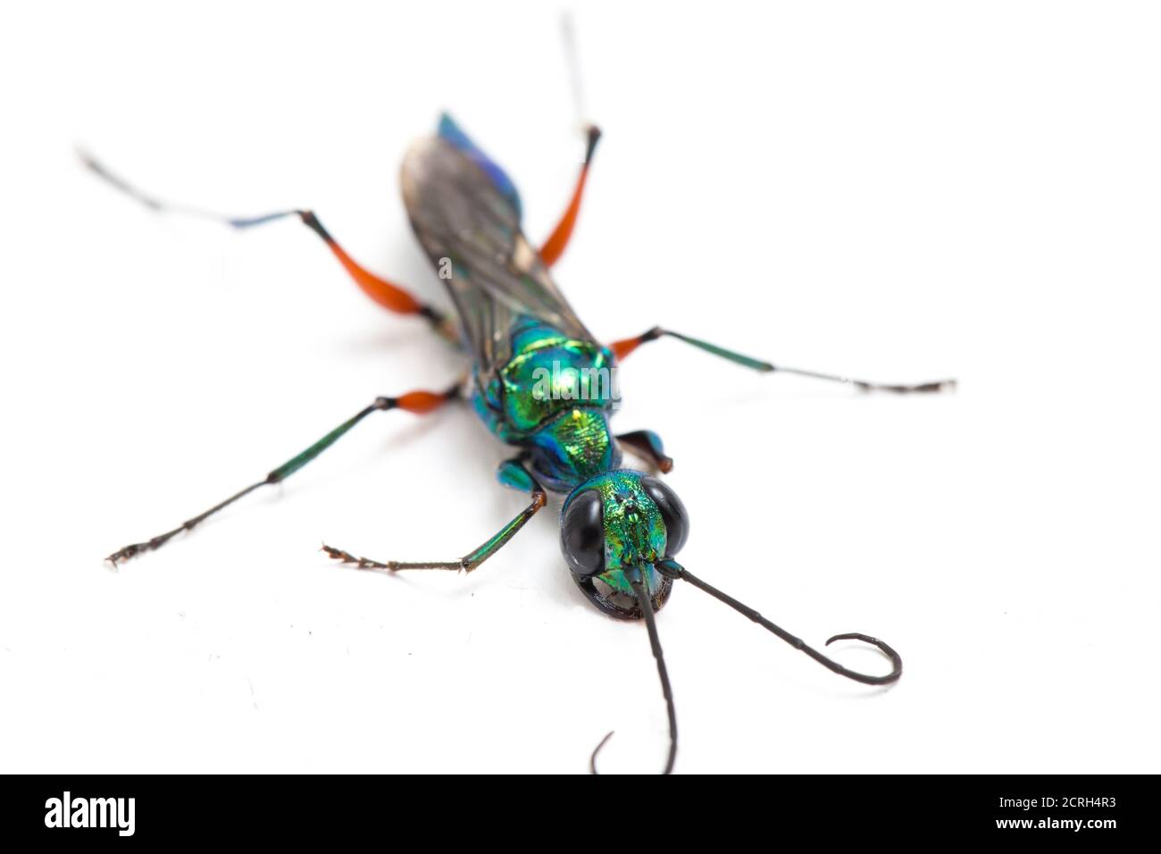 emerald cockroach wasp isolated on white background Stock Photo - Alamy