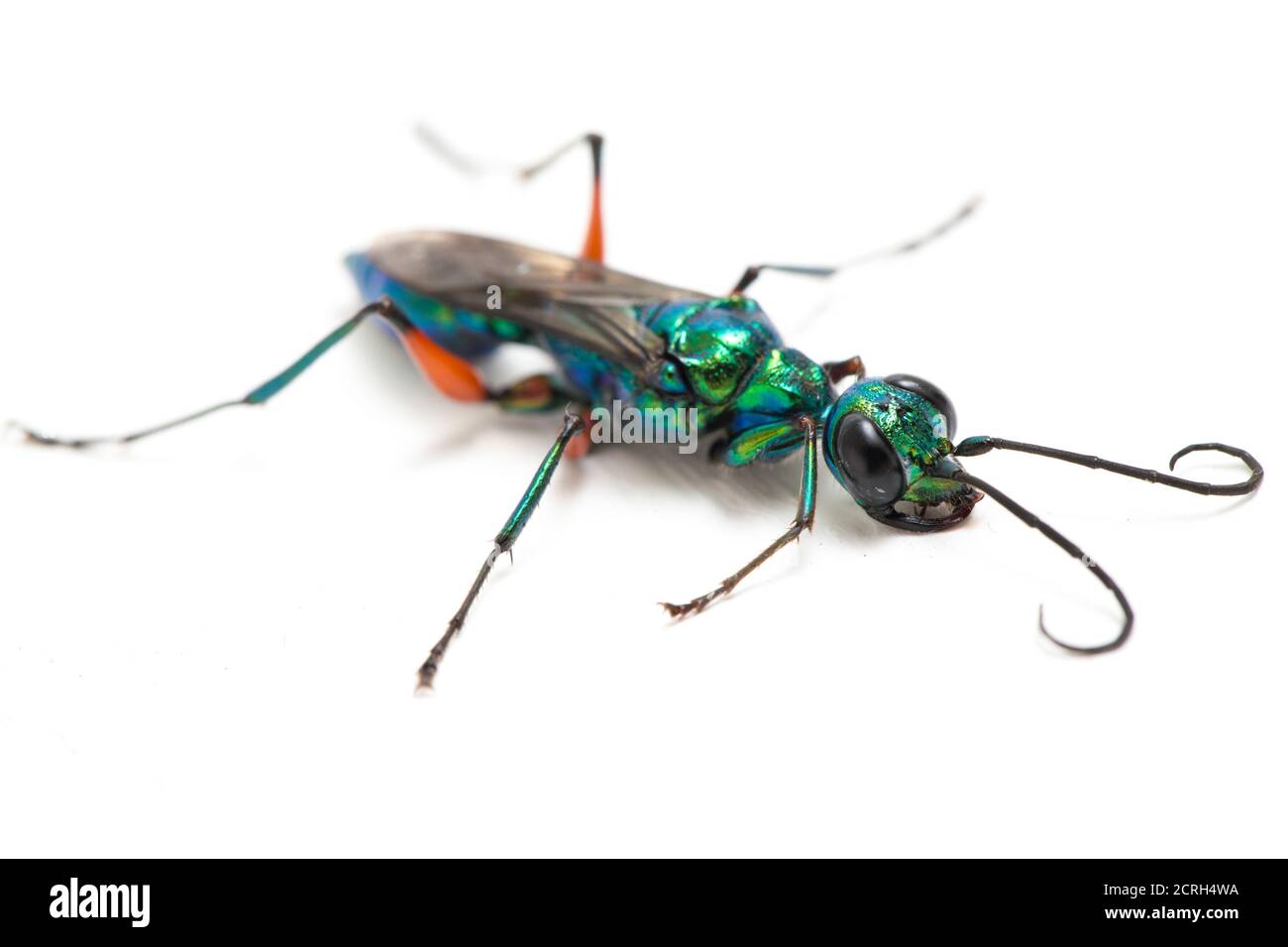 Colorful cockroach Cut Out Stock Images & Pictures - Alamy