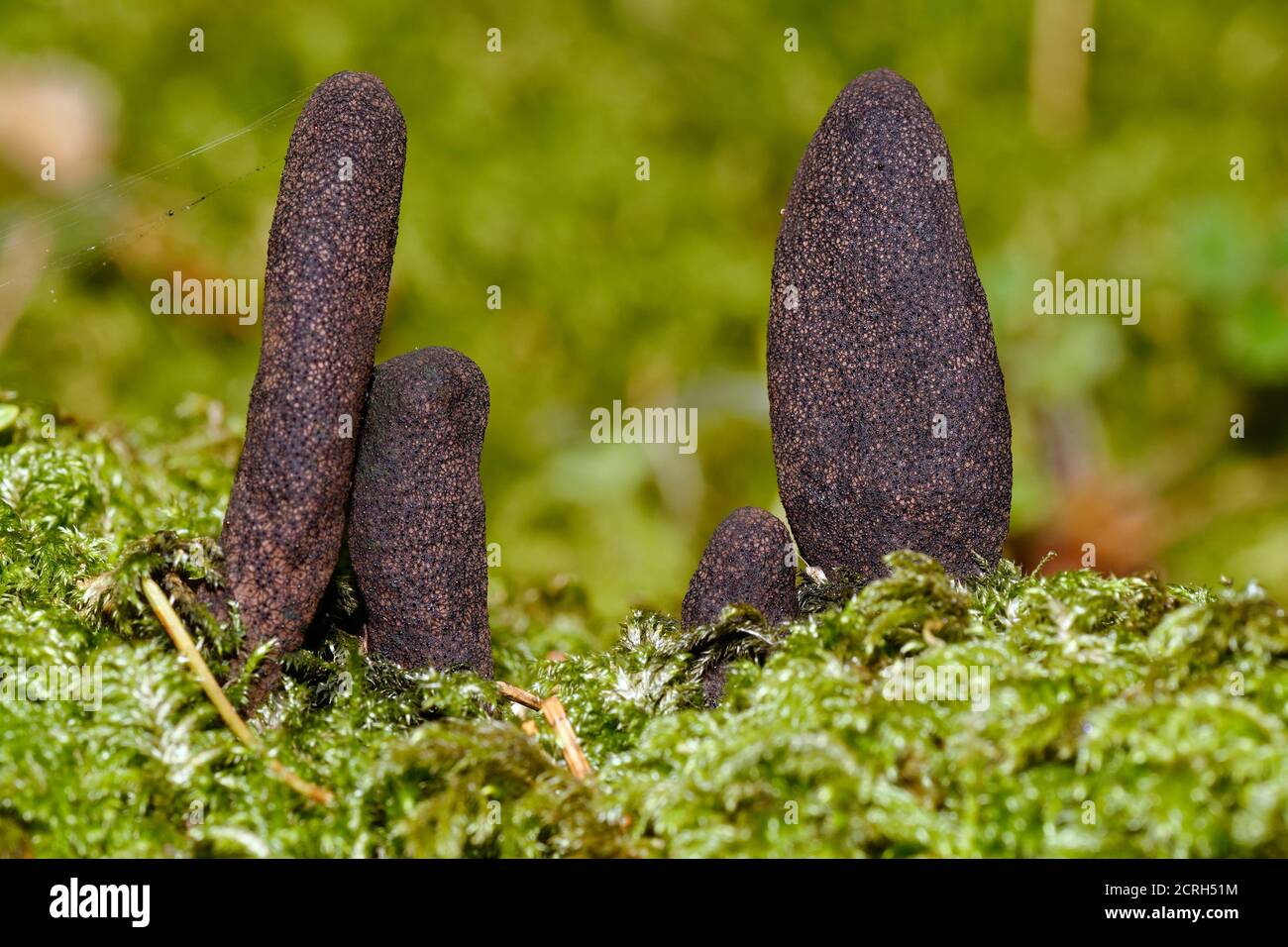 Dead Mans Fingers Fungus - Xylaria polymorpha, on moss covered log ...