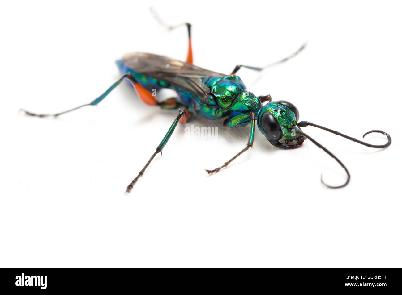 emerald cockroach wasp isolated on white background Stock Photo - Alamy