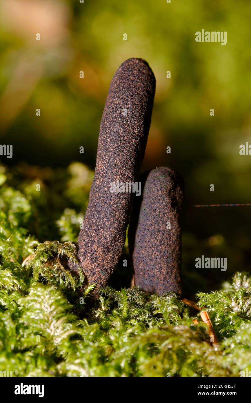 Xylaria Polymorpha Fungus