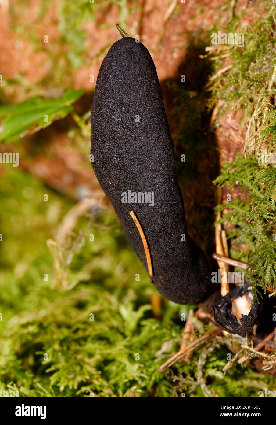 Dead Mans Fingers Fungus - Xylaria polymorpha, on moss covered log ...