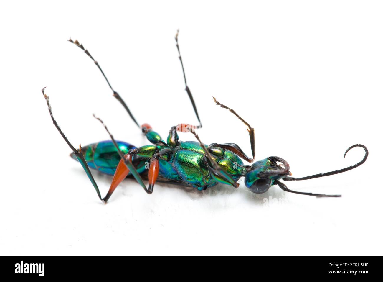 Emerald cockroach wasp hi-res stock photography and images - Alamy