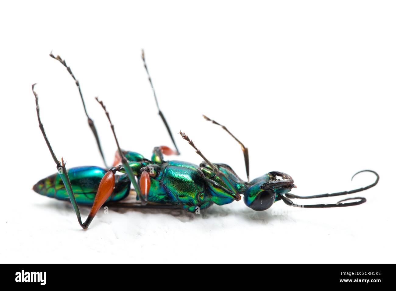 emerald cockroach wasp isolated on white background Stock Photo - Alamy
