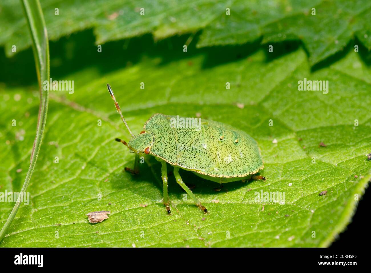 Hawthorn Shieldbug - Acanthosoma haemorrhoidale, forth instar nymph on ...