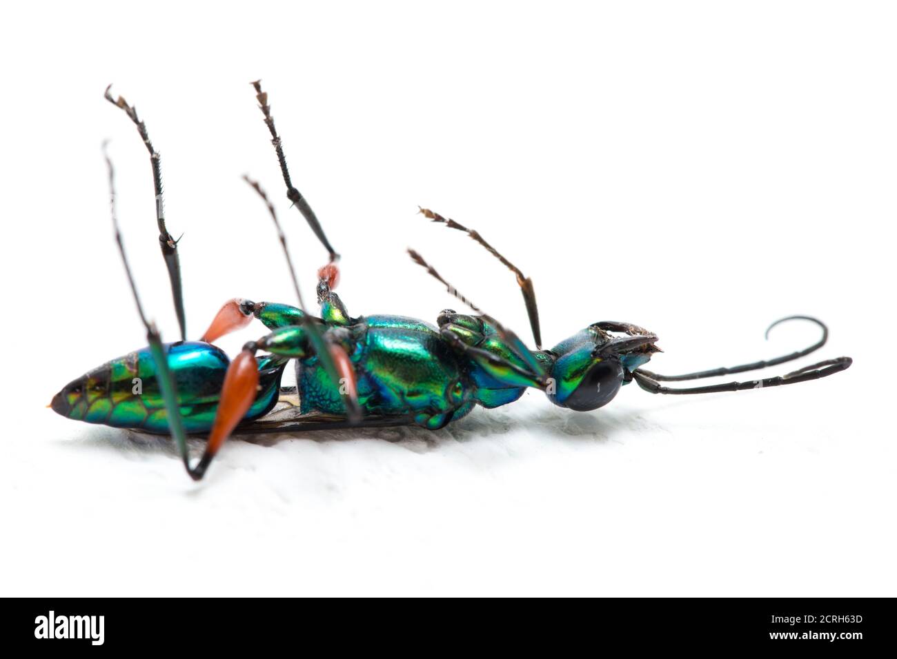 emerald cockroach wasp isolated on white background Stock Photo - Alamy