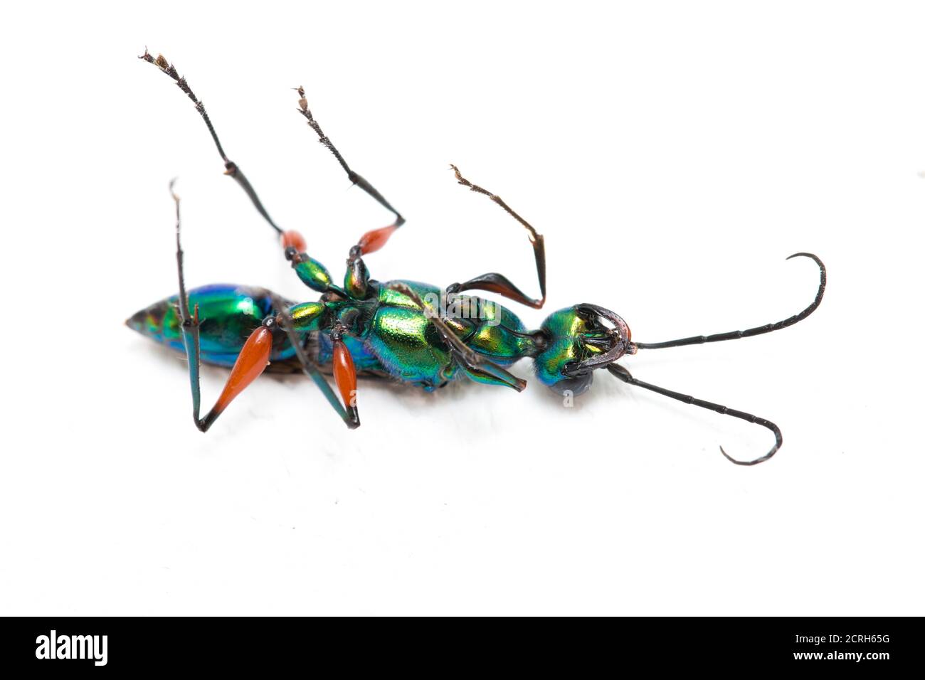 emerald cockroach wasp isolated on white background Stock Photo - Alamy