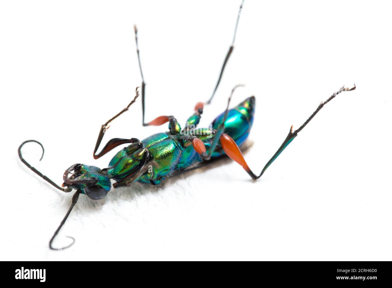 emerald cockroach wasp isolated on white background Stock Photo - Alamy