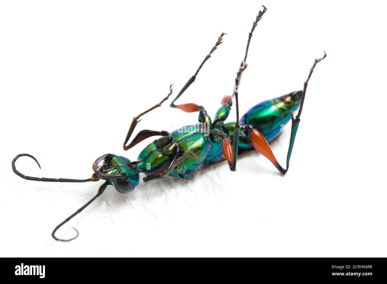 emerald cockroach wasp isolated on white background Stock Photo - Alamy