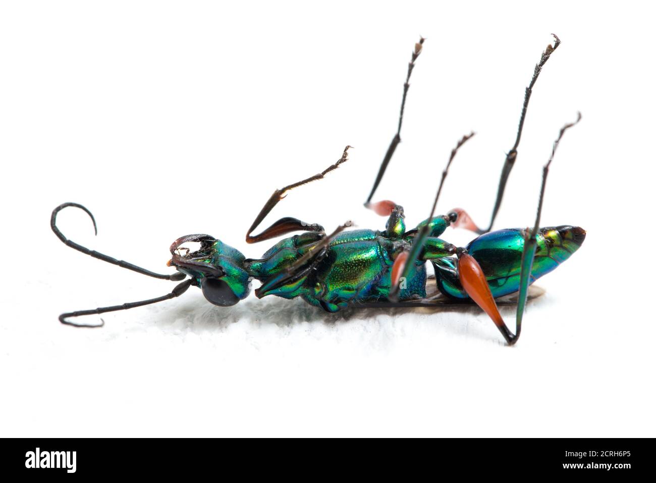 emerald cockroach wasp isolated on white background Stock Photo - Alamy