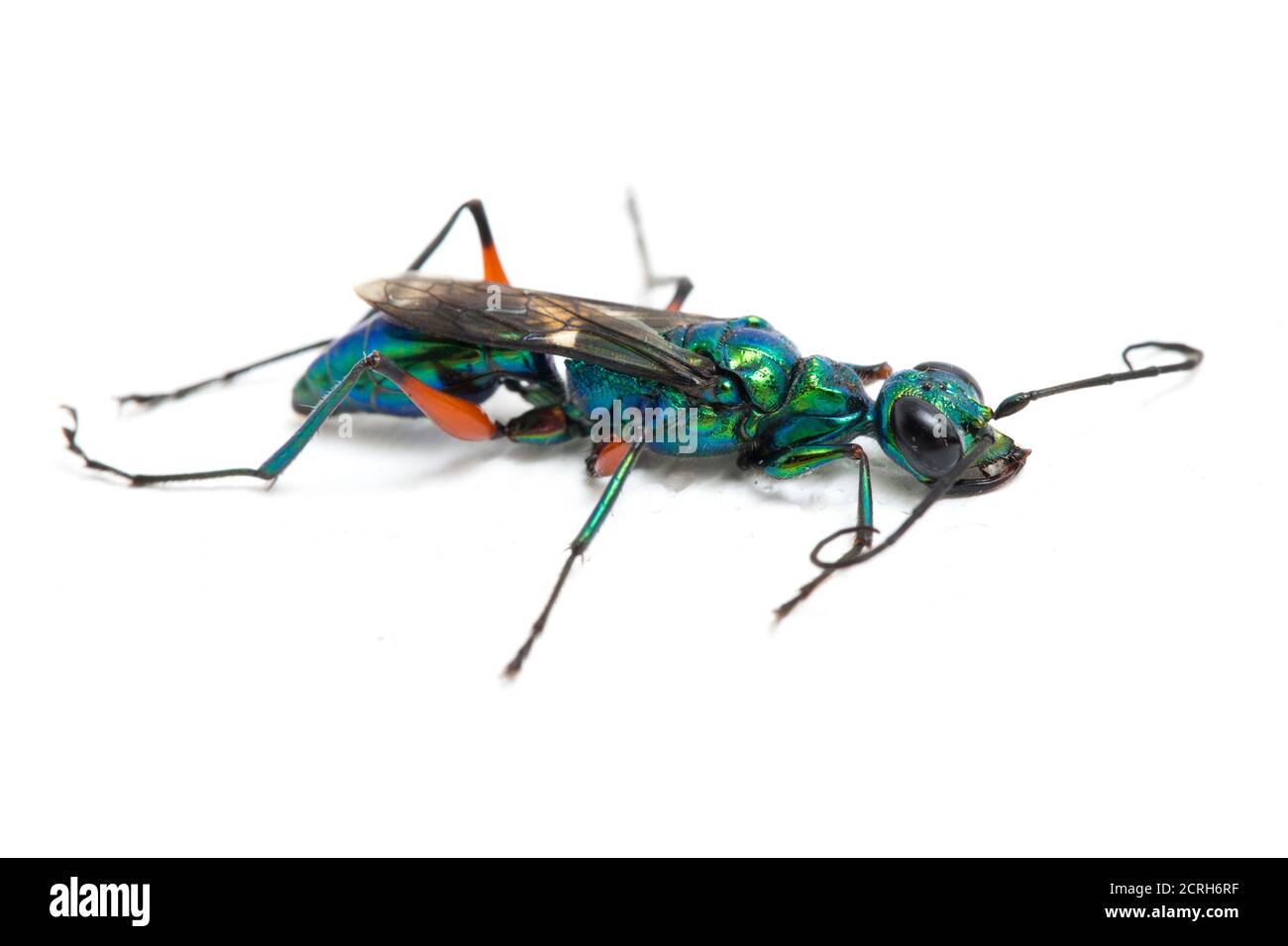 emerald cockroach wasp isolated on white background Stock Photo - Alamy