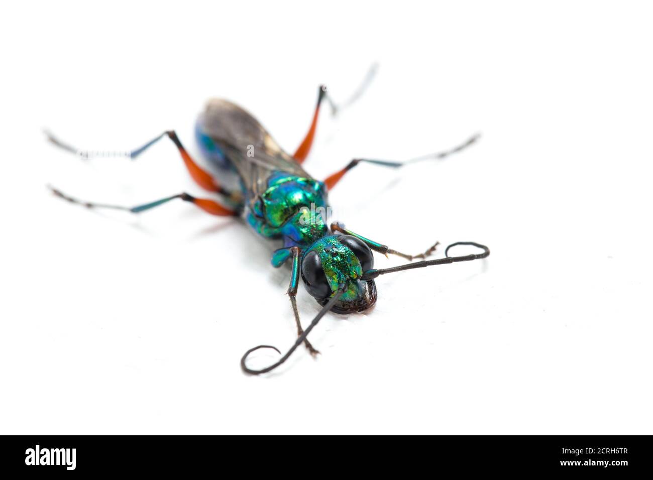 emerald cockroach wasp isolated on white background Stock Photo - Alamy