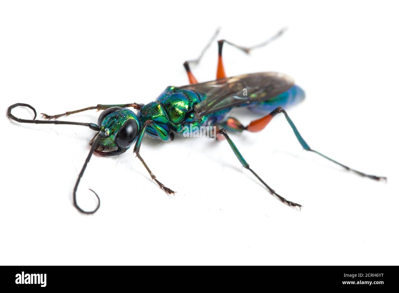 emerald cockroach wasp isolated on white background Stock Photo - Alamy