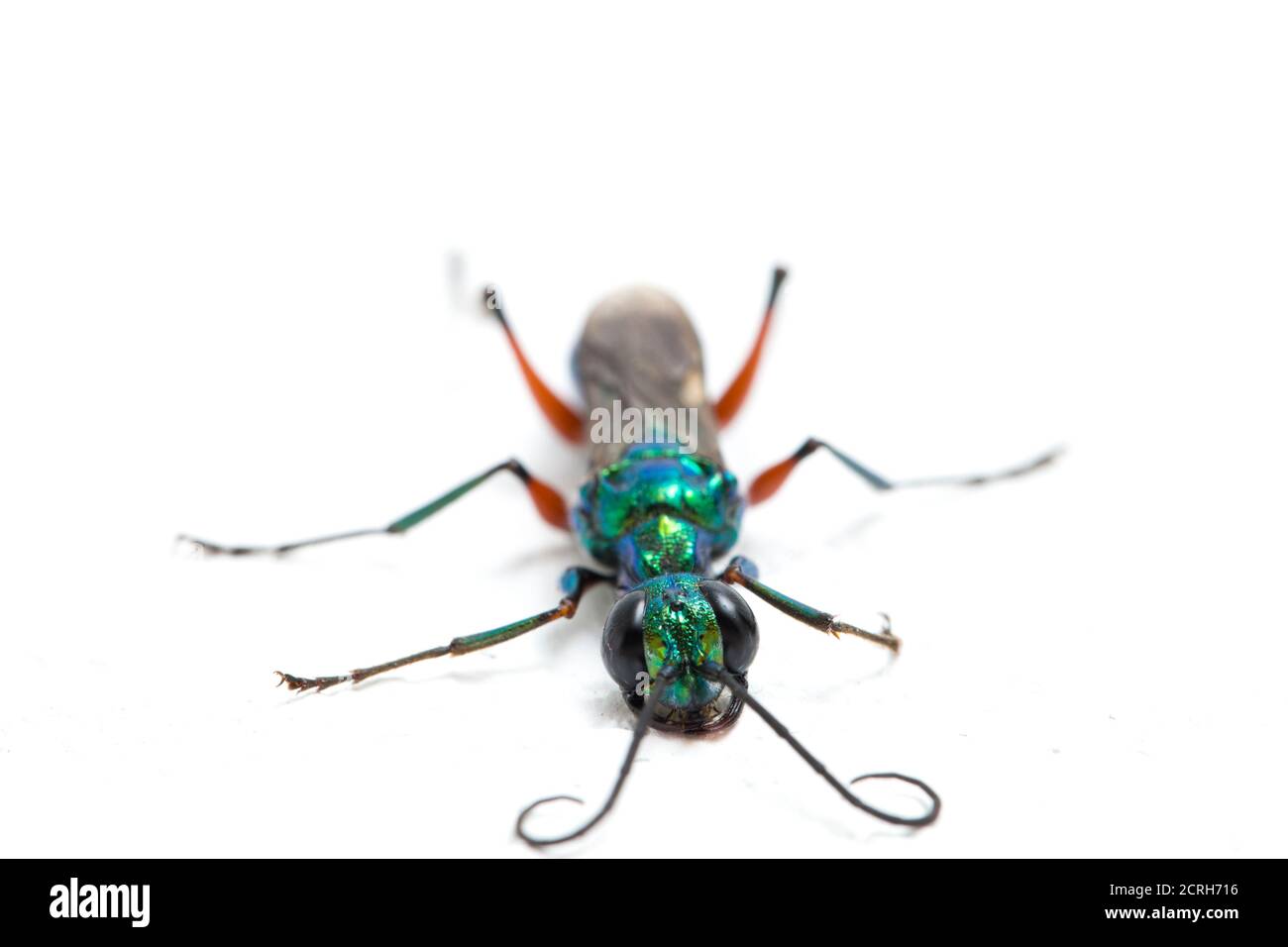 emerald cockroach wasp isolated on white background Stock Photo - Alamy