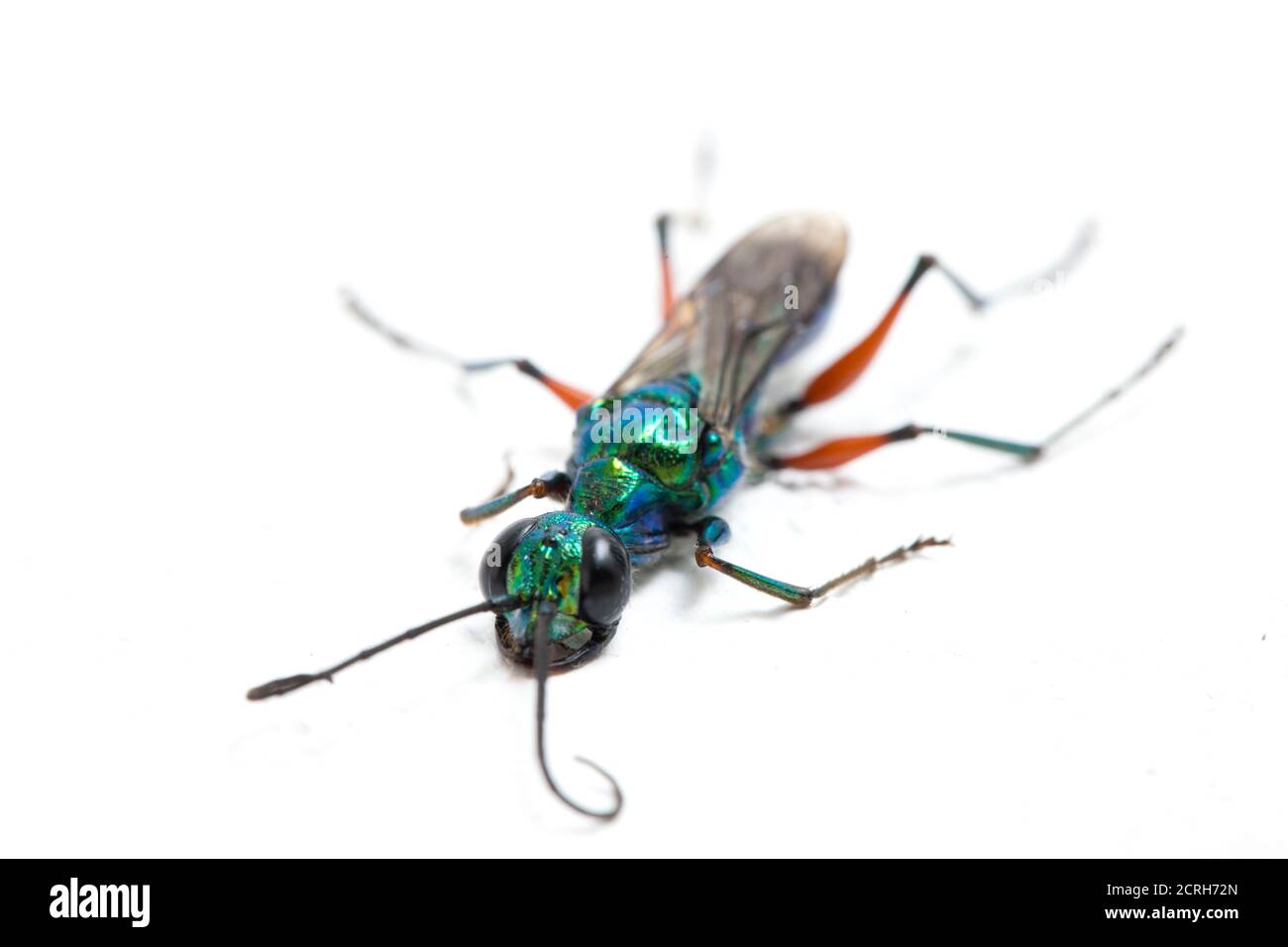 emerald cockroach wasp isolated on white background Stock Photo - Alamy