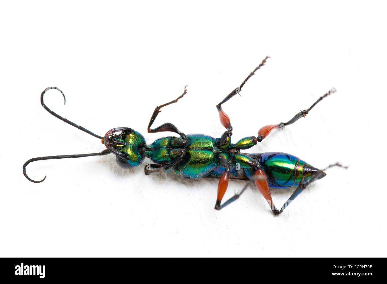 emerald cockroach wasp isolated on white background Stock Photo - Alamy
