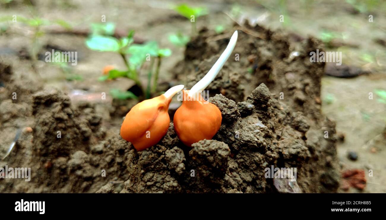 Growing chickpea double isolated with set of leaf collection at ...