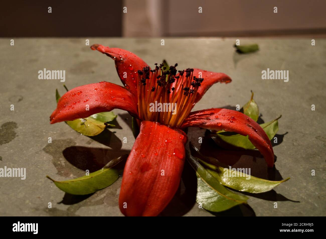 Walking under a flower garden hi-res stock photography and images - Alamy