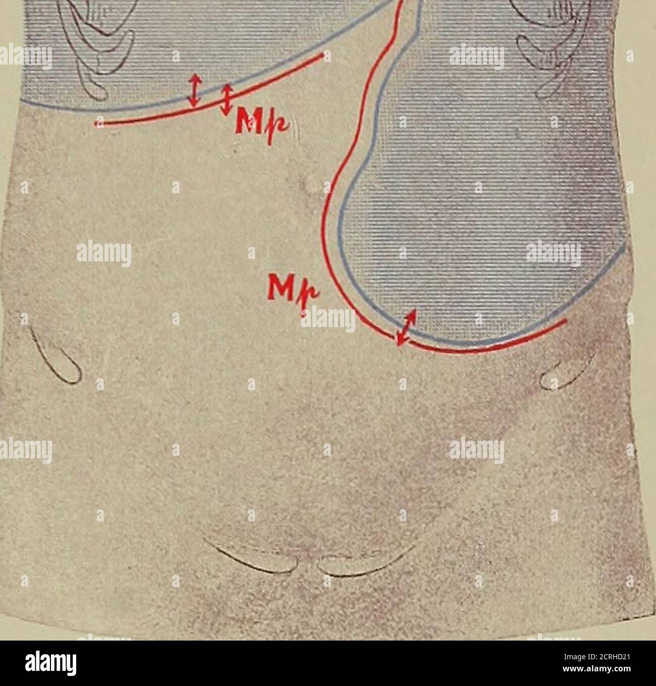 Hypochondrium hi-res stock photography and images - Alamy