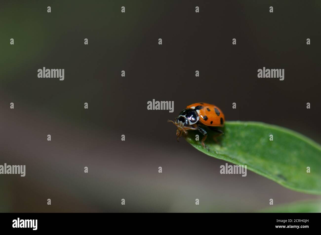 Adonis ladybird Hippodamia variegata on a leaf. Integral Natural ...