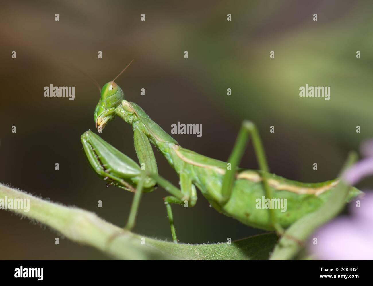 Female praying mantis Pseudoyersinia subaptera. Integral Natural ...