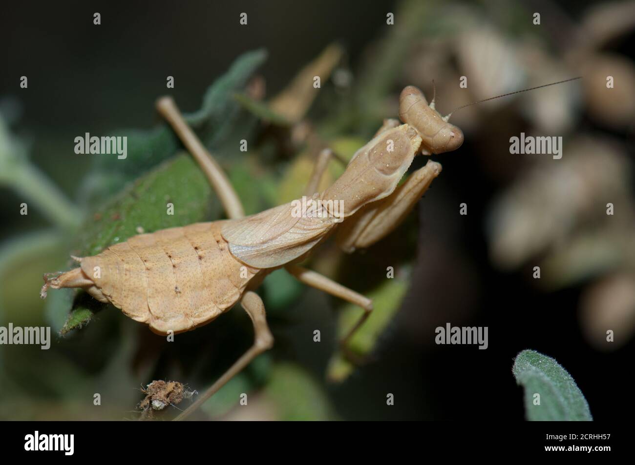 Female praying mantis Pseudoyersinia subaptera. Integral Natural ...
