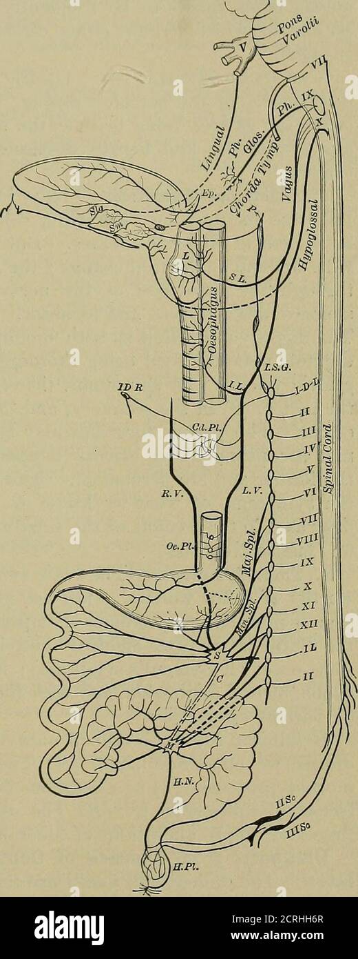 Pneumogastric nerve medical hi-res stock photography and images - Alamy