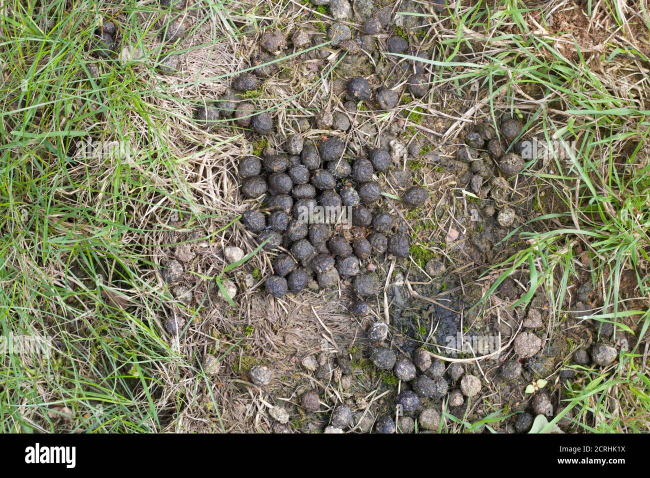 Brown rabbit droppings lying on rough grassy ground in summer Stock ...