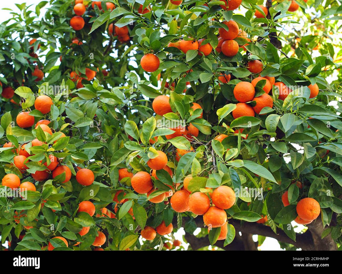 Oranger et oranges Stock Photo - Alamy