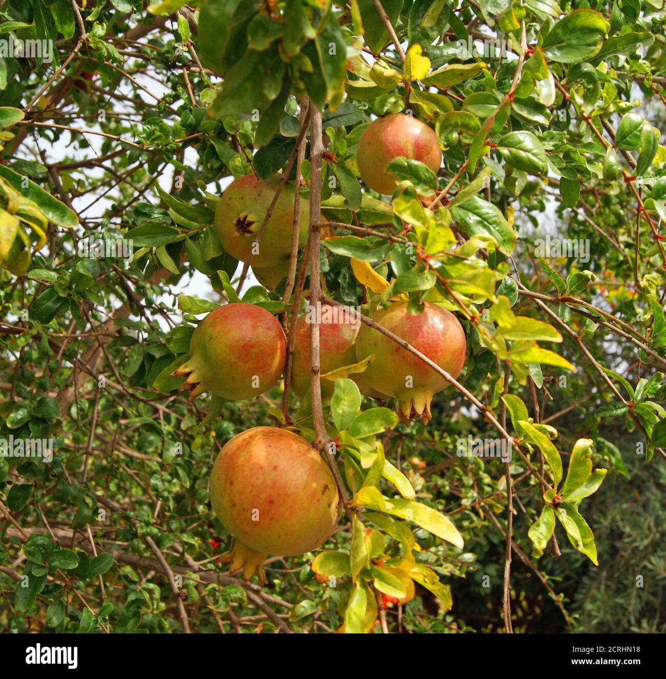 Fruits de grenade hi-res stock photography and images - Alamy
