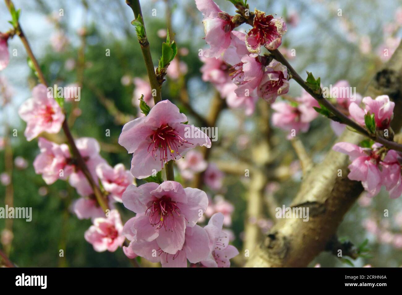 Arbres fruitiers fruits hi-res stock photography and images - Alamy