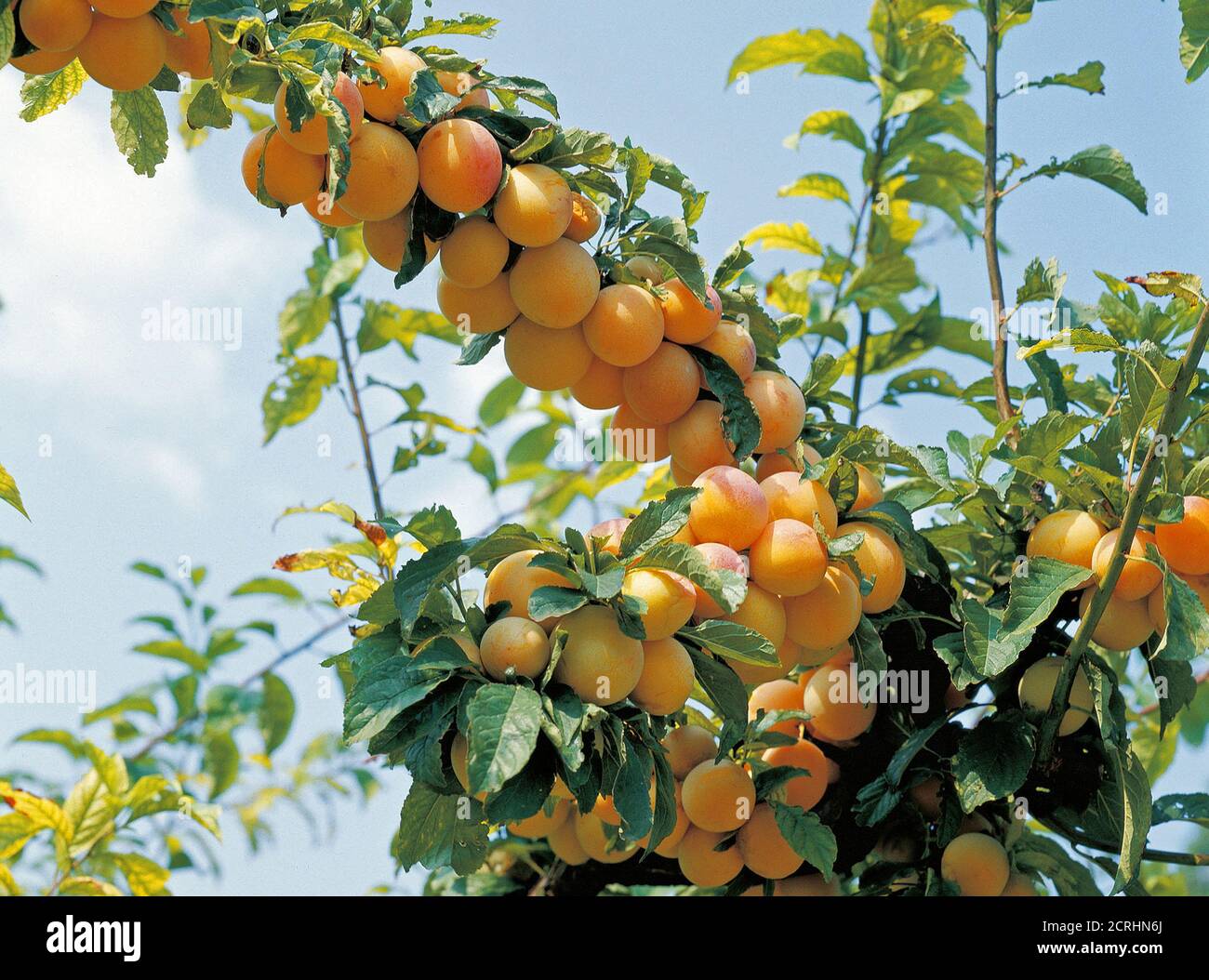 Fruits de prunes hi-res stock photography and images - Alamy