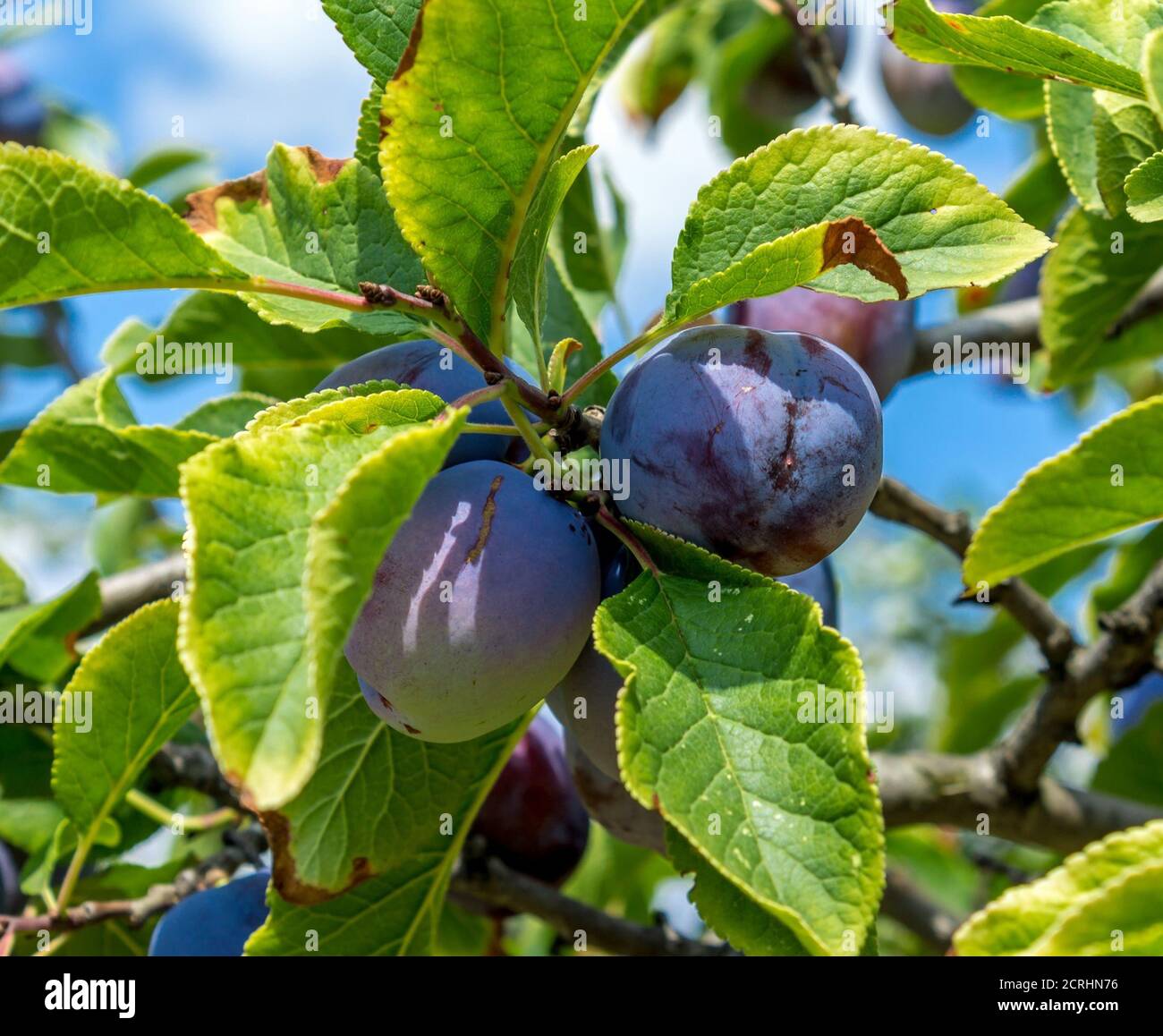 Fruits de prunes hi-res stock photography and images - Alamy