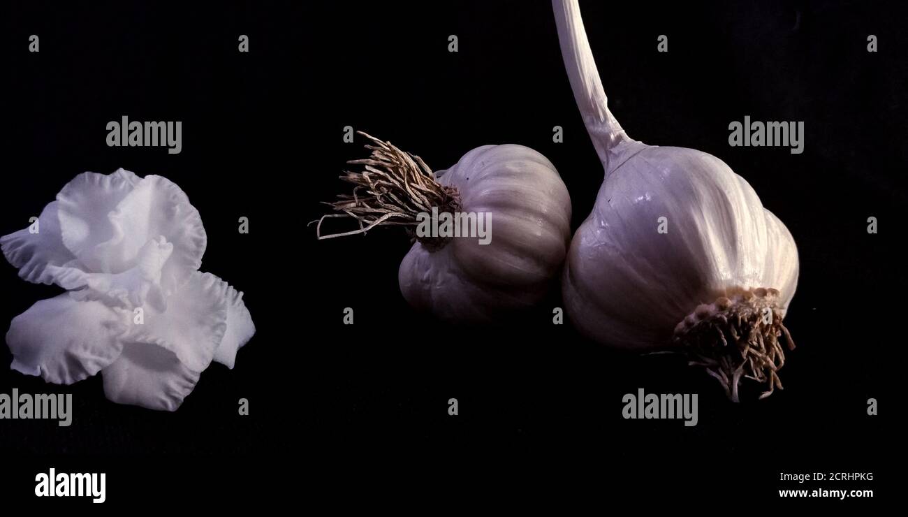 Fresh white two garlic set isolated on black background agriculture ...