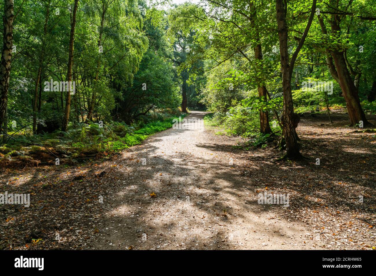 Epping forest oak trail hi-res stock photography and images - Alamy