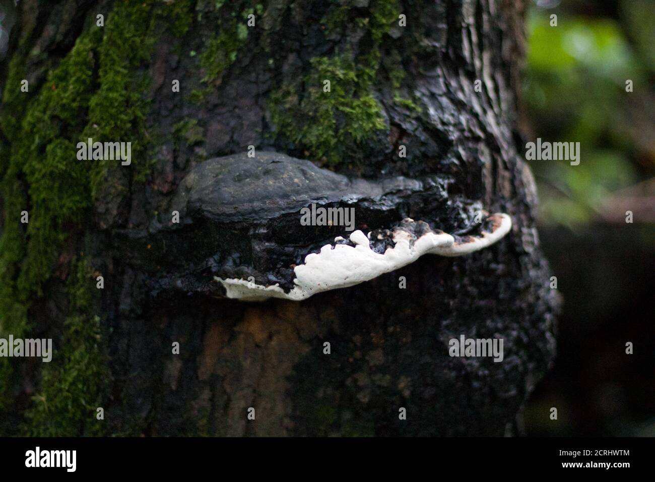 Black tree fungus hi-res stock photography and images - Alamy