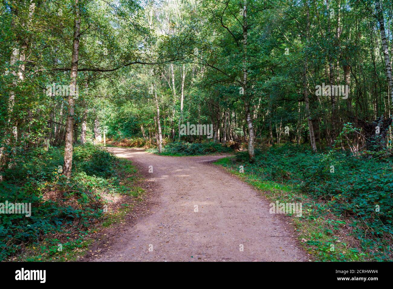 Walking trail through Epping Forest in Essex, England Stock Photo - Alamy