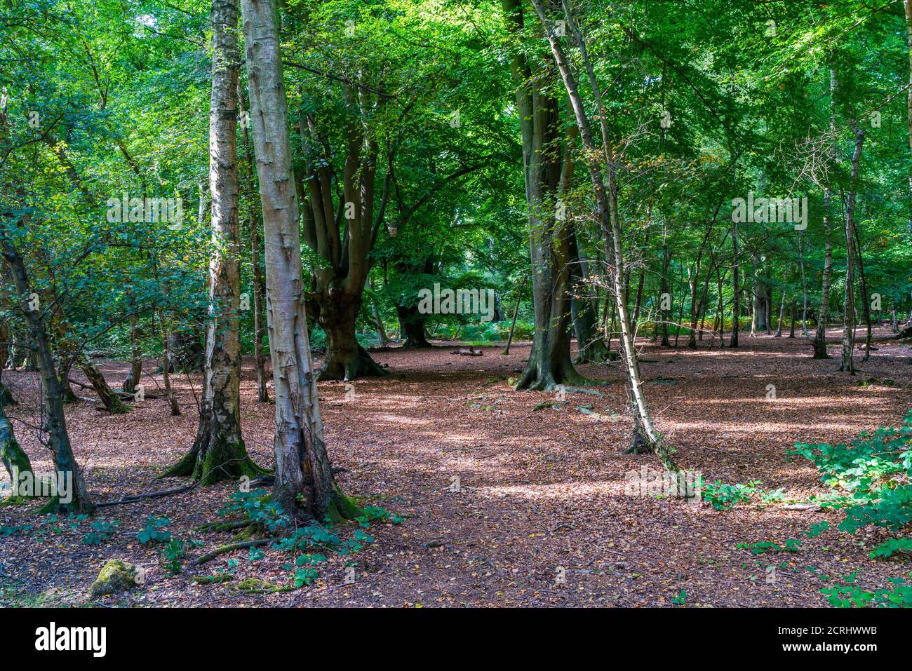 Epping forest oak hi-res stock photography and images - Alamy