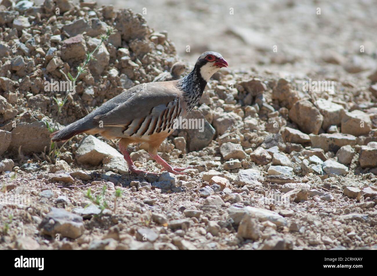 Red-legged partridge Alectoris rufa calling to their chicks. Integral ...