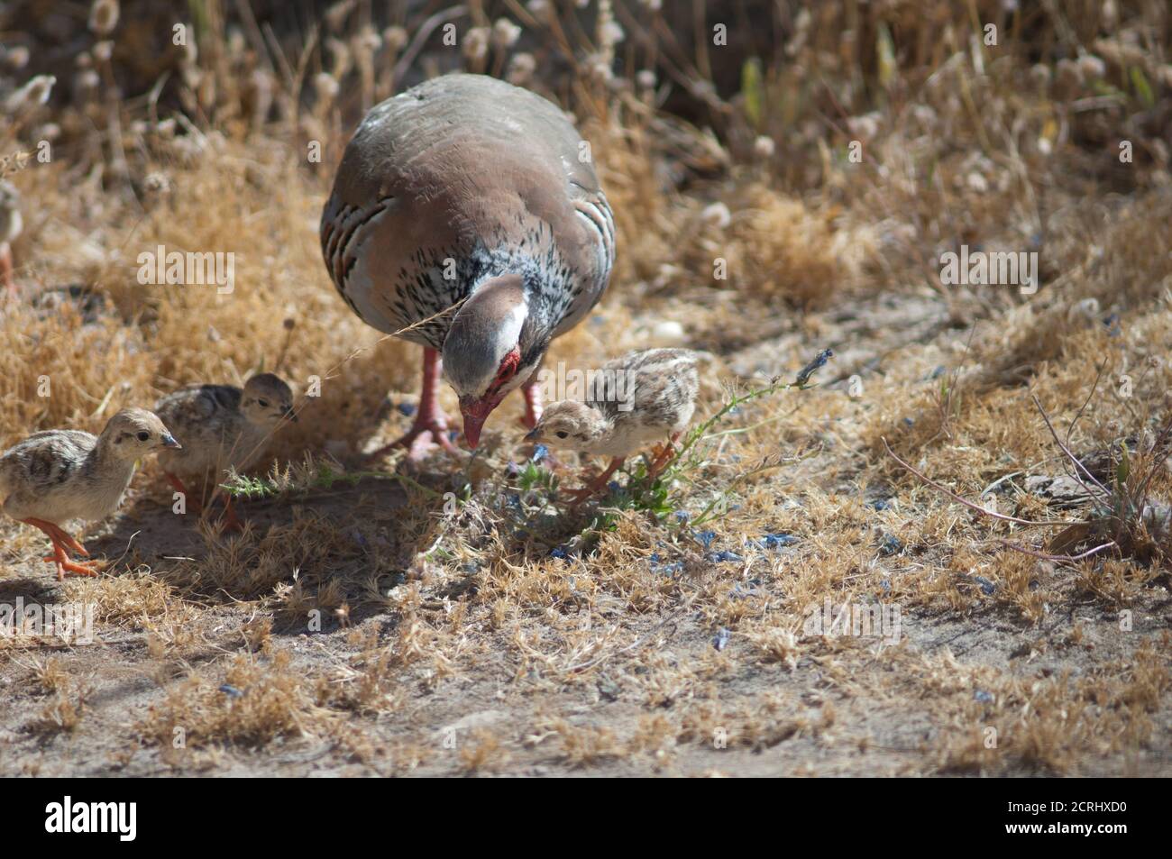 Chicks adult female red legged partridge hi-res stock photography and ...