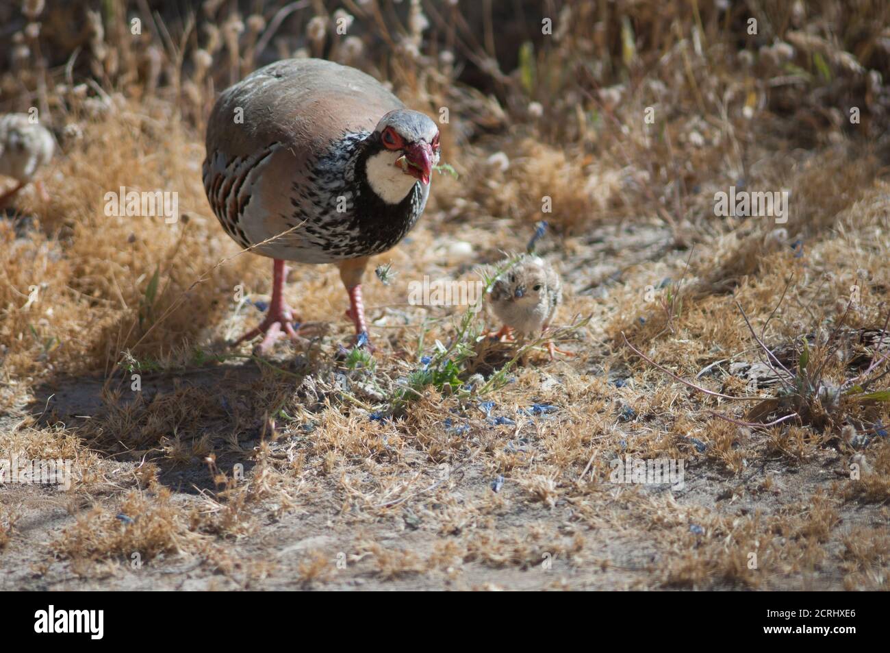 Female red-legged partridge Alectoris rufa eating a plant Echium ...