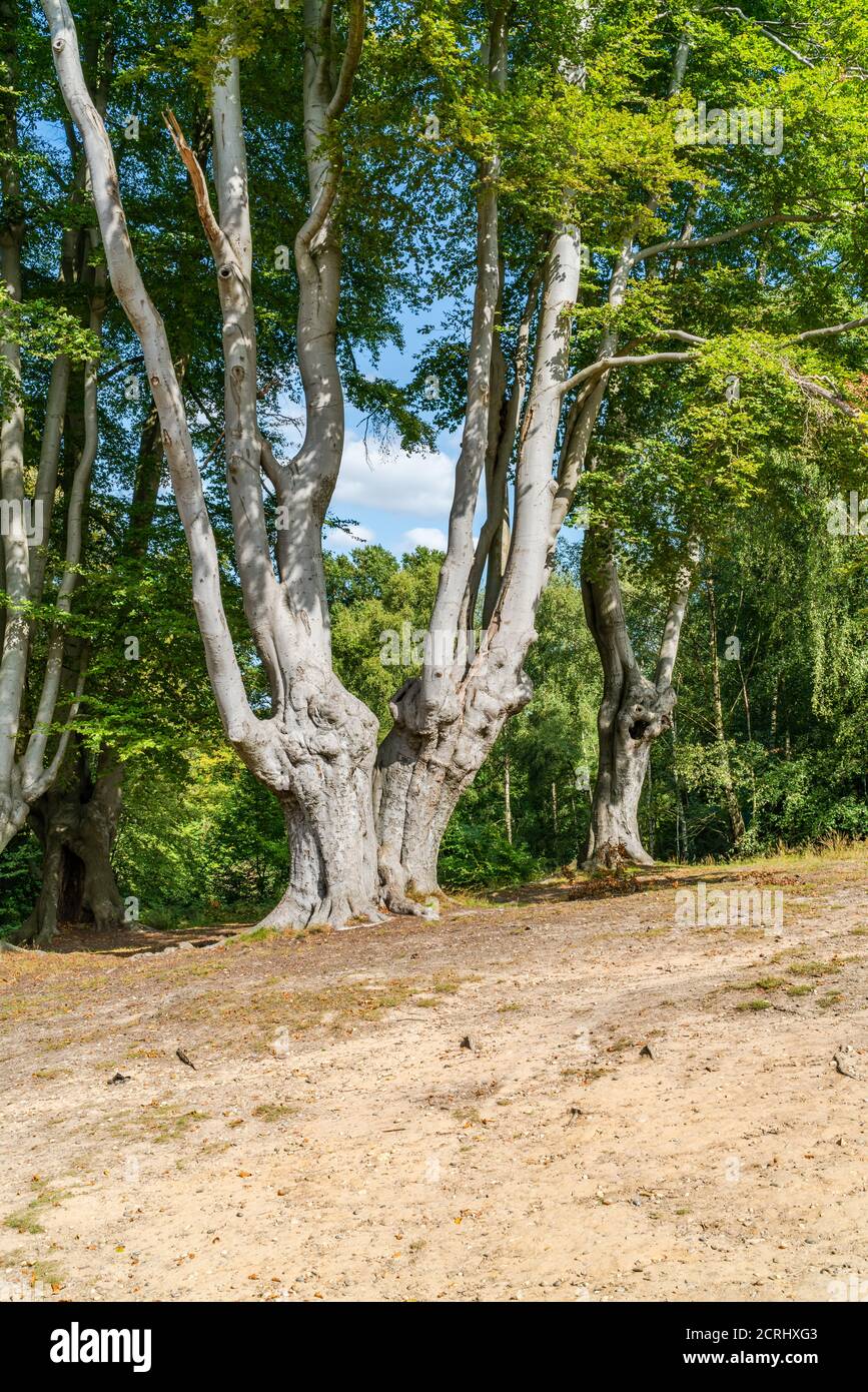 Epping forest tree oak hi-res stock photography and images - Alamy