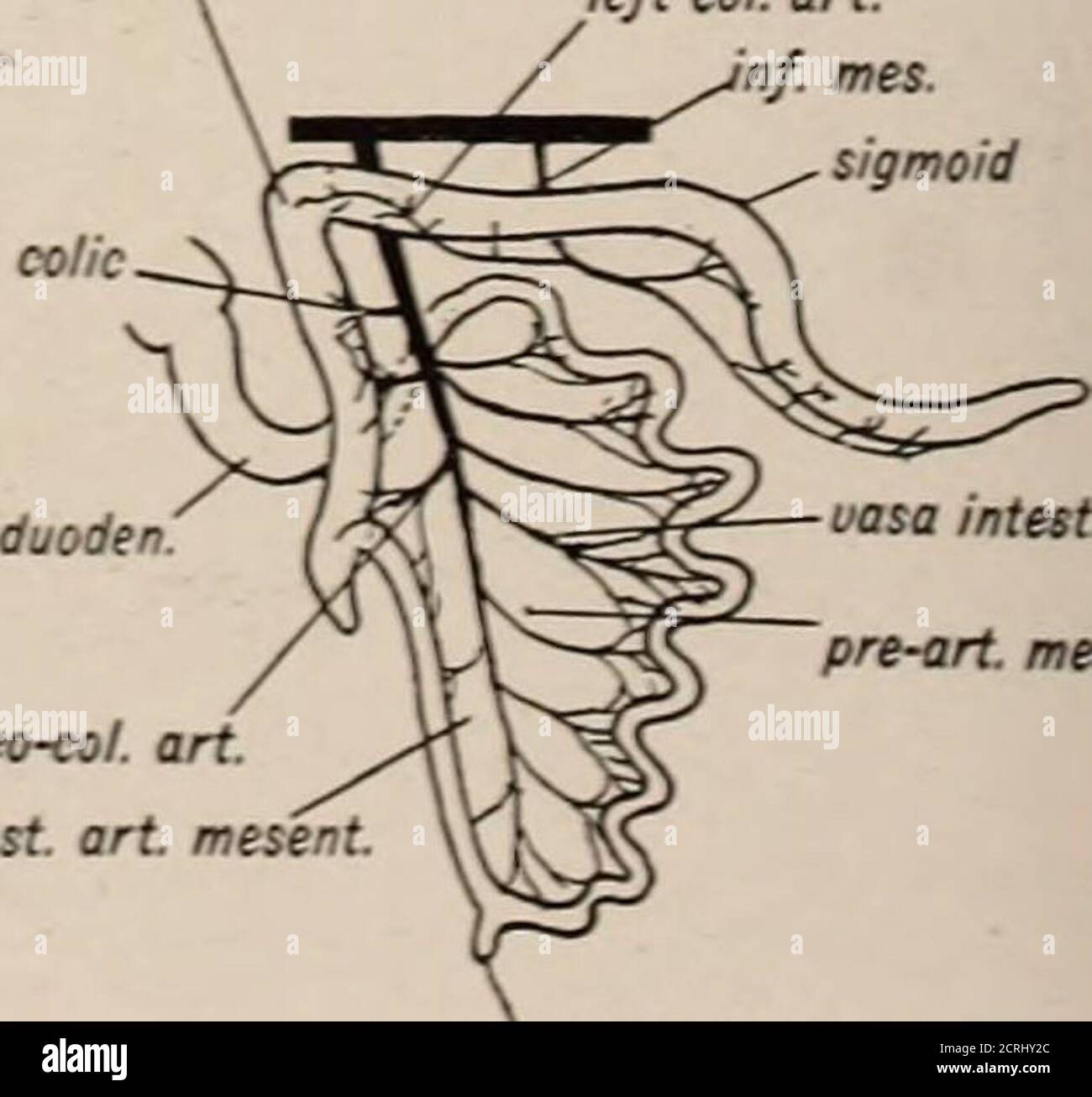 Human intest hi-res stock photography and images - Alamy