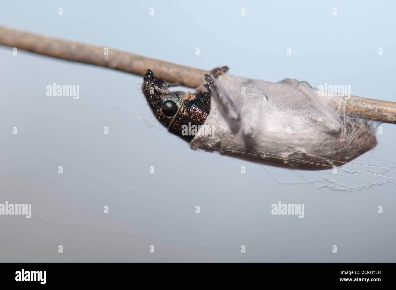 Weevil trapped in spider silk. Cruz de Pajonales. Integral Natural ...