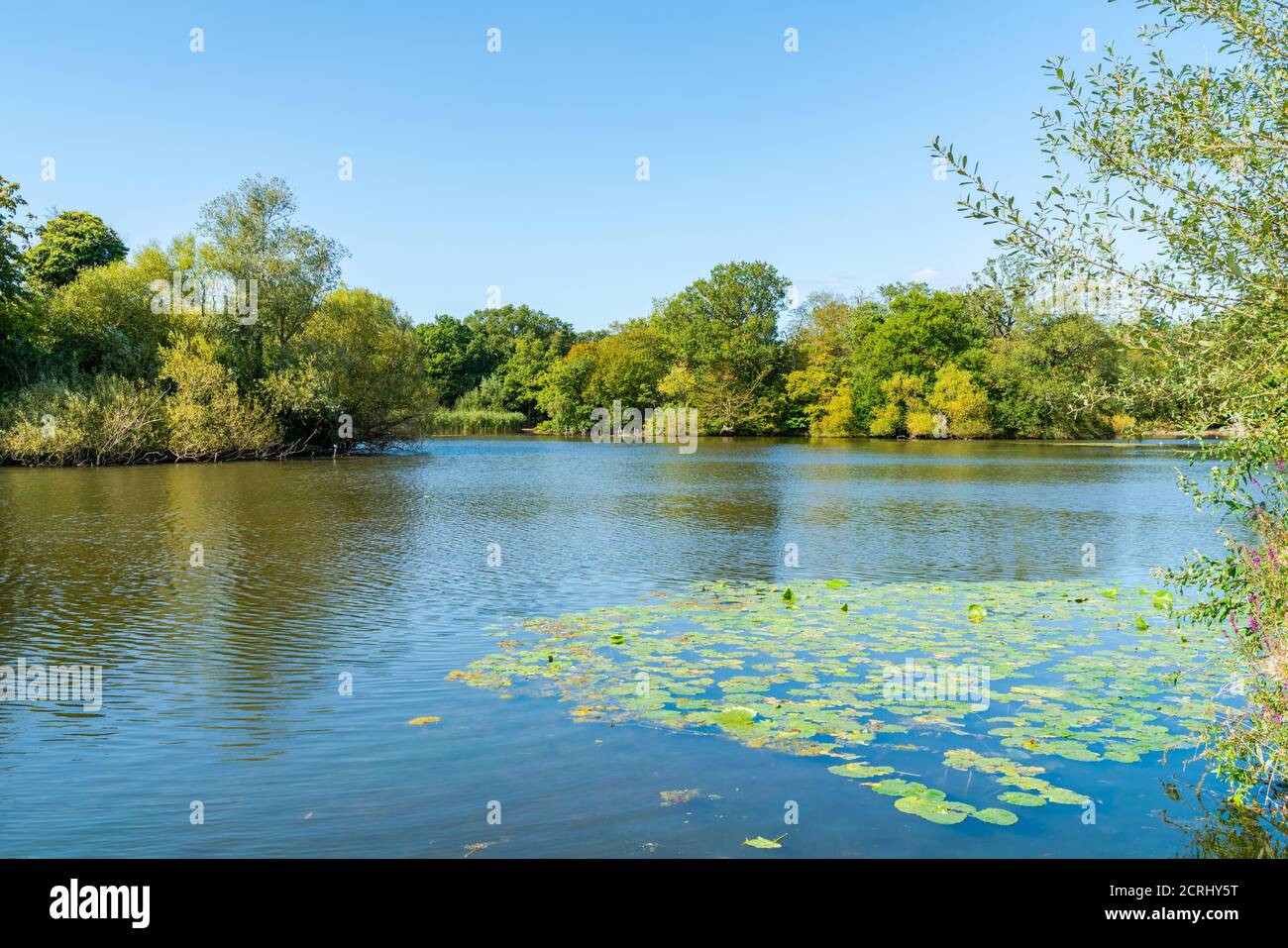 Epping forest hi-res stock photography and images - Alamy