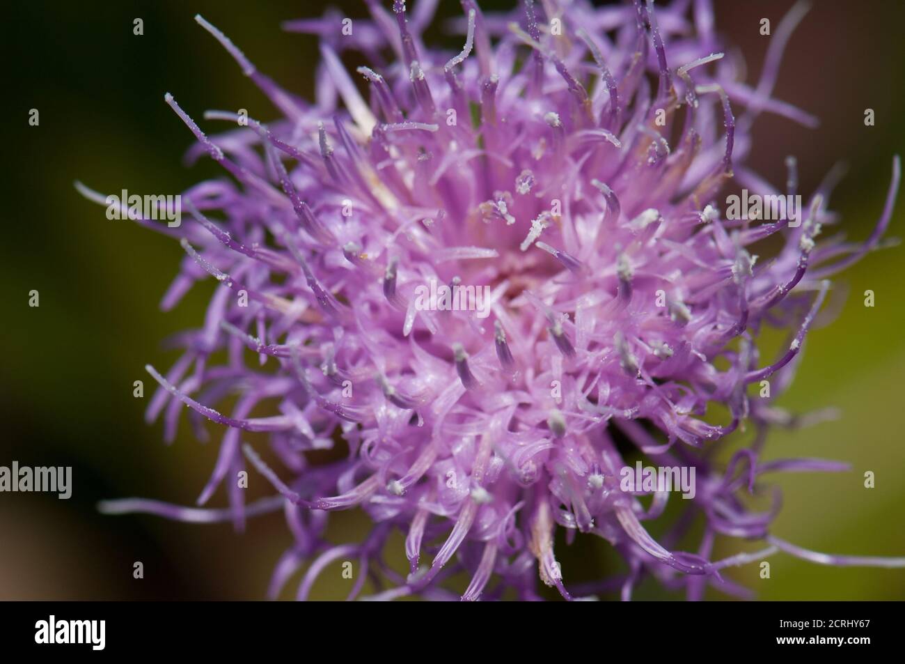 Flower of Cheirolophus sp, Cruz de Pajonales, Integral Natural Reserve ...
