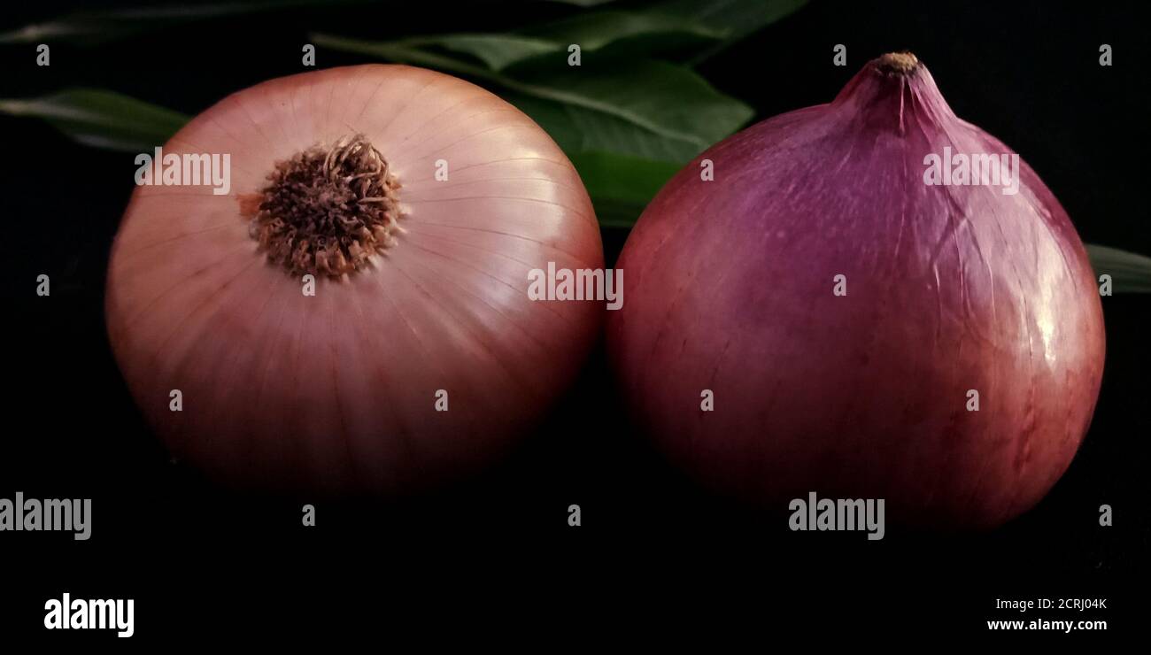 Fresh brown two onion surface set isolated on black background ...