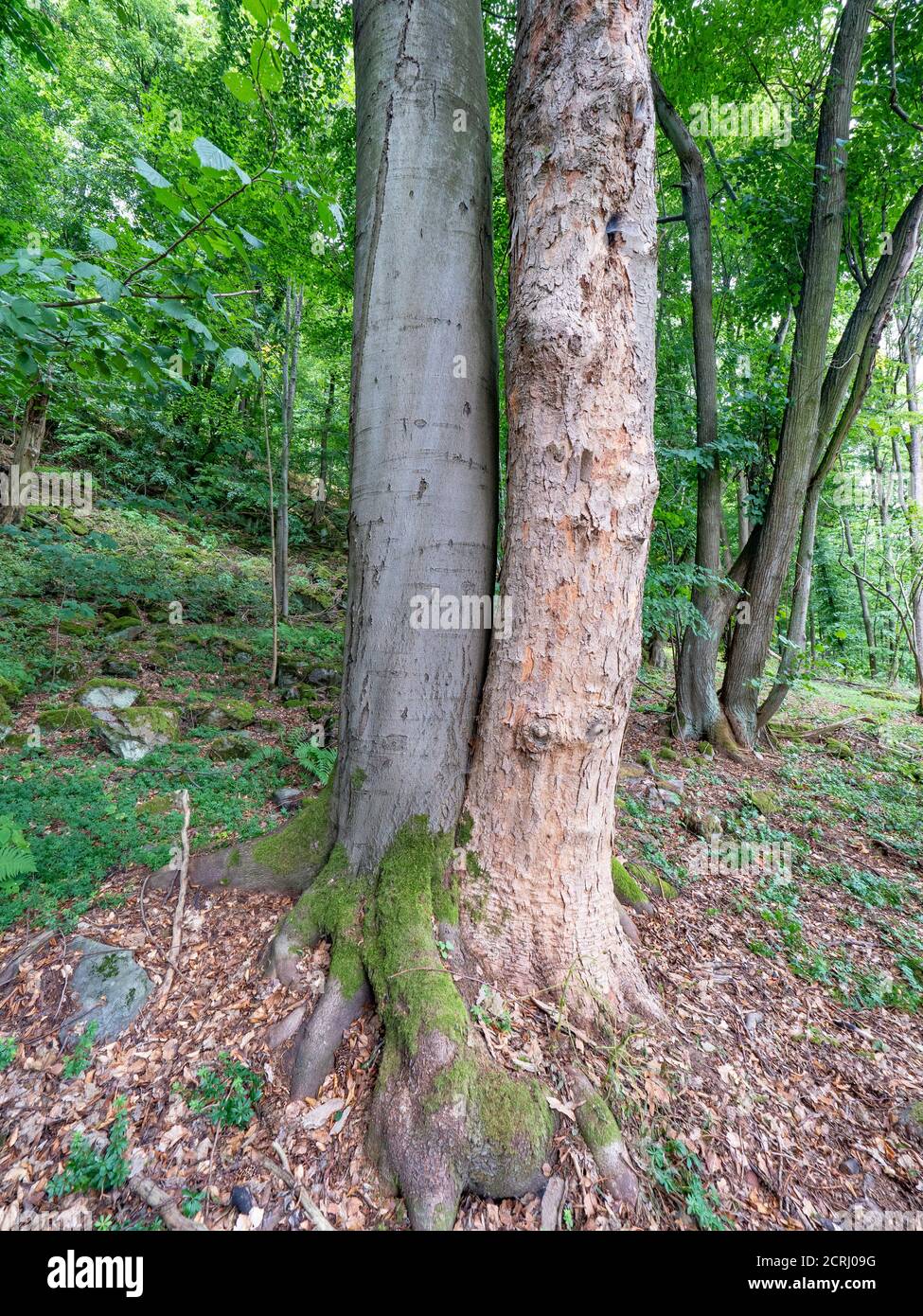 Beech Maple High Resolution Stock Photography and Images - Alamy