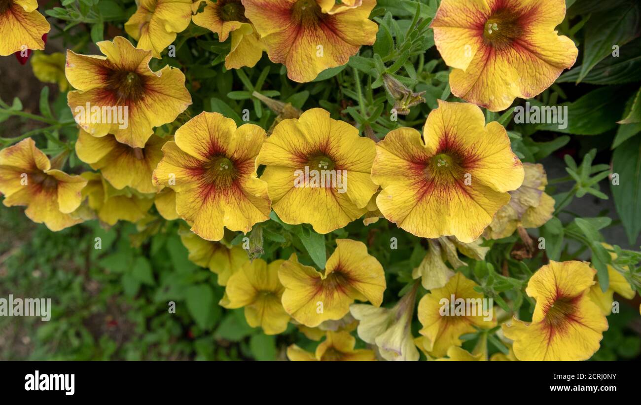 Yellow petunias hi-res stock photography and images - Alamy
