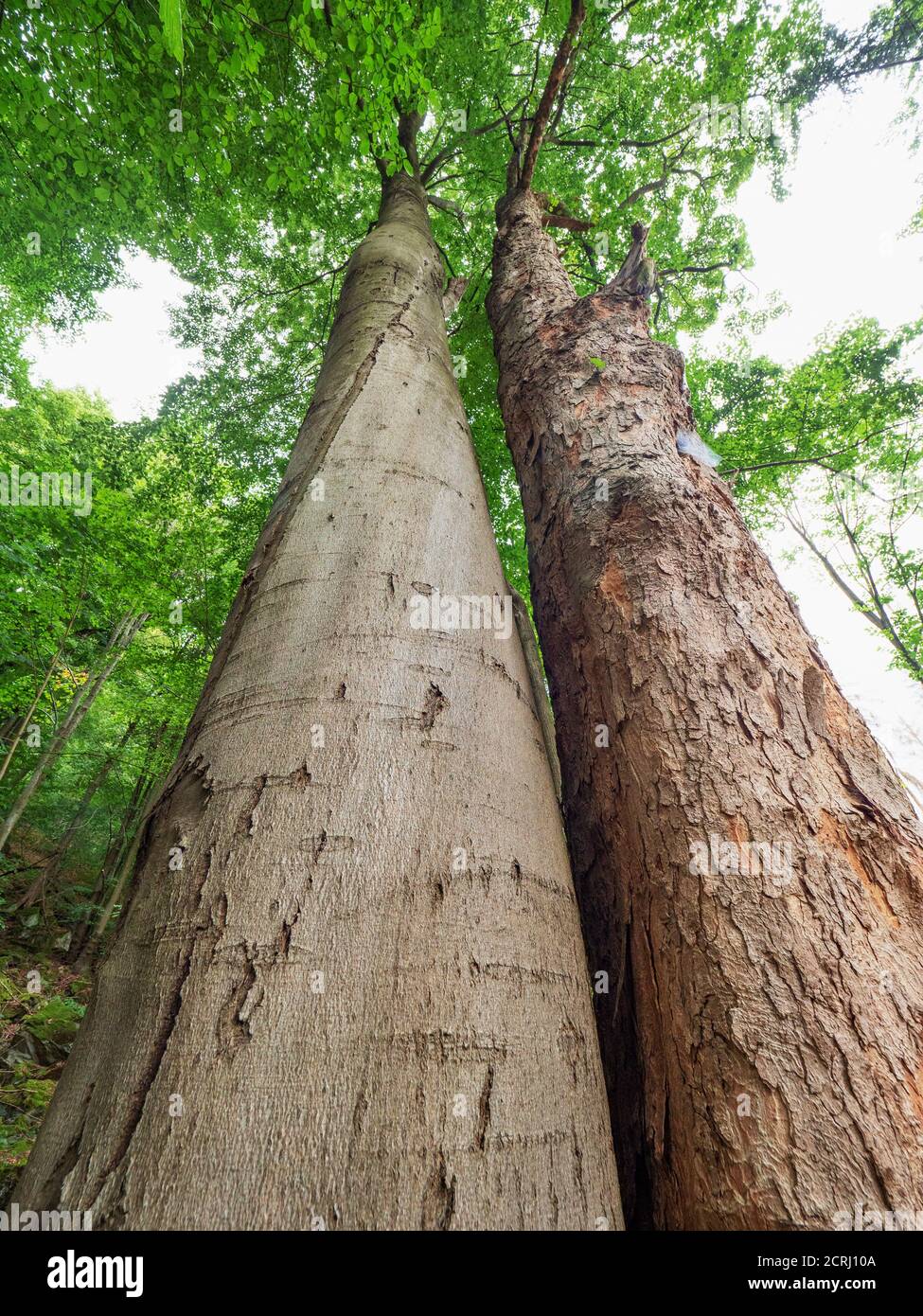 Parallelograms hi-res stock photography and images - Alamy